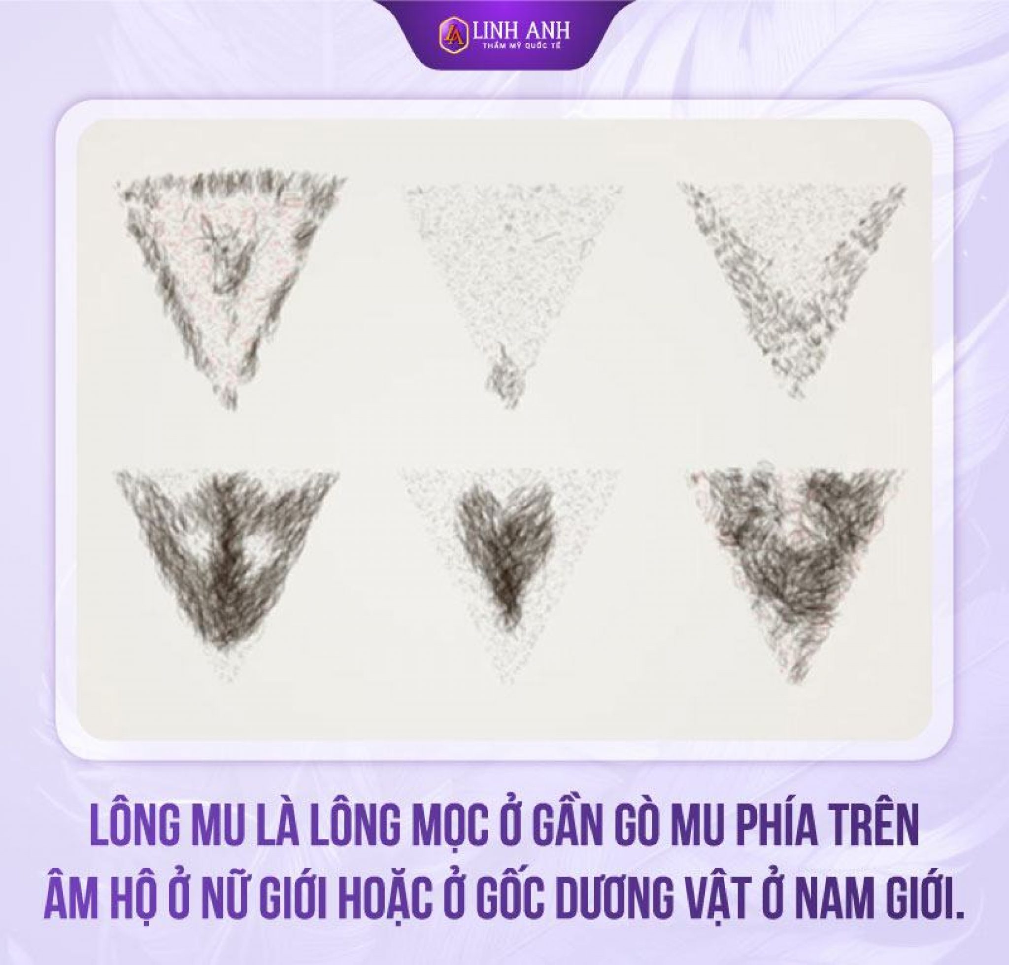 Lông mu là gì? Lông mu có tác dụng gì? Có nên cạo không? - SURIA LINK