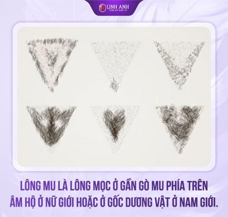 Lông mu là gì? Lông mu có tác dụng gì? Có nên cạo không? - SURIA LINK
